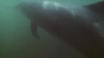 Funghi the Dolphin | Teletubbies Wiki | Fandom