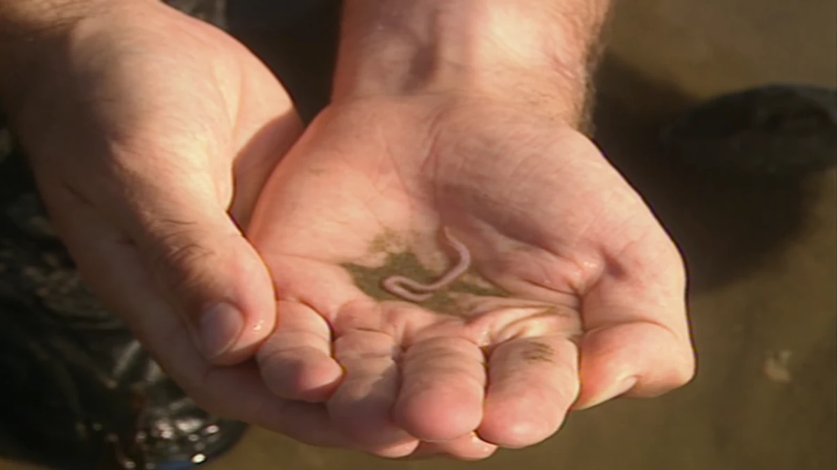 Digging in the Sand for Worms | Teletubbies Wiki | Fandom