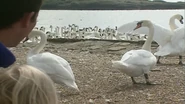 Swans | Teletubbies Wiki | Fandom