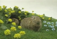 Rabbits | Teletubbies Wiki | Fandom