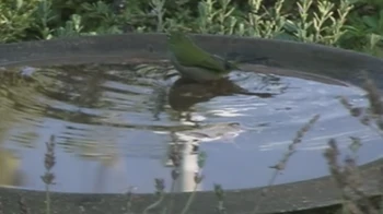 Bird Bath | Teletubbies Wiki | Fandom