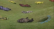 Ducks | Teletubbies Wiki | Fandom