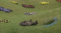 Rabbits | Teletubbies Wiki | Fandom