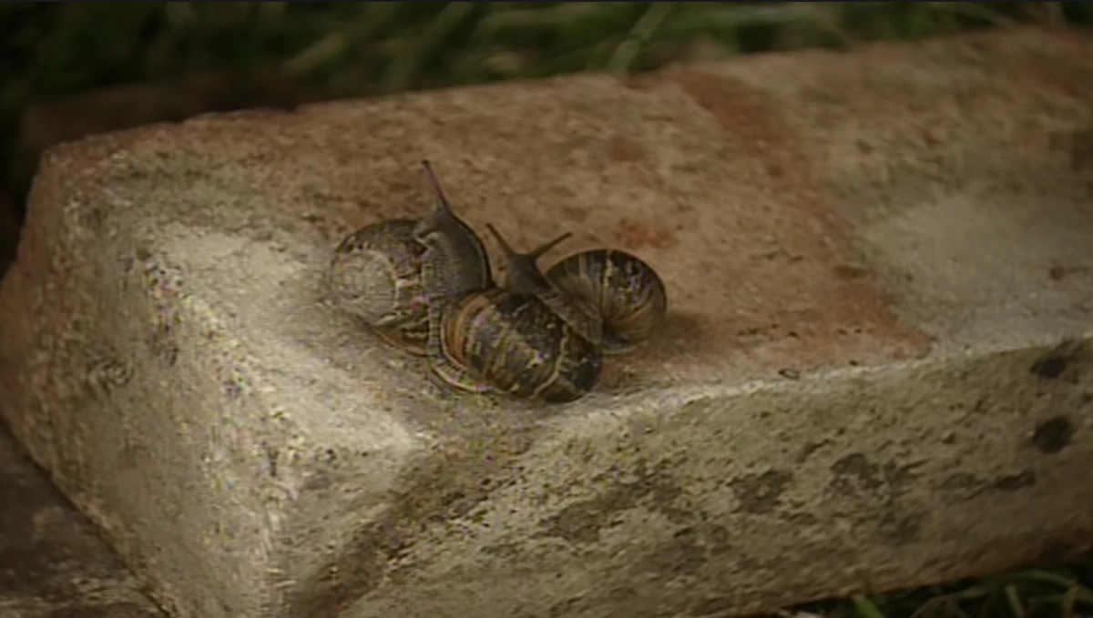 Animals: Snails | Teletubbies Wiki | Fandom