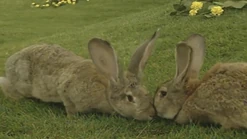 Rabbits | Teletubbies Wiki | Fandom