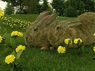 Rabbits | Teletubbies Wiki | Fandom