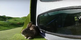 Rabbits | Teletubbies Wiki | Fandom