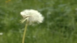 Dandelion Clocks | Teletubbies Wiki | Fandom