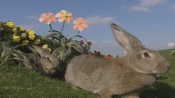 Rabbits | Teletubbies Wiki | Fandom