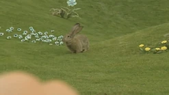 Rabbits | Teletubbies Wiki | Fandom