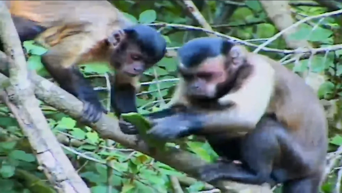Monkeys | Teletubbies Wiki | Fandom