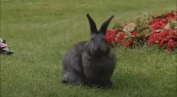 Rabbits | Teletubbies Wiki | Fandom