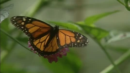 Butterfly | Teletubbies Wiki | Fandom