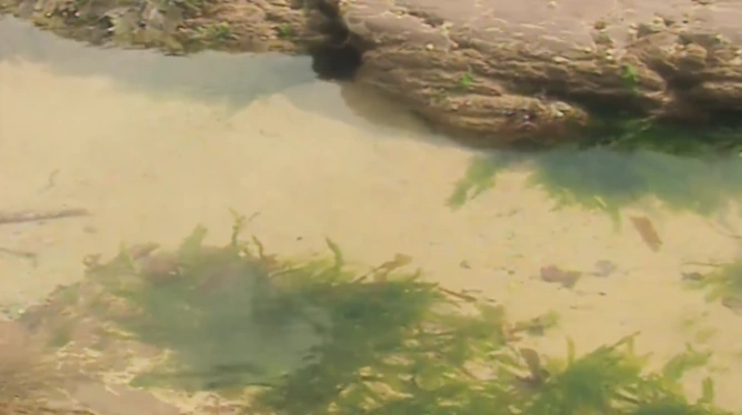 Shrimps in the Sand | Teletubbies Wiki | Fandom