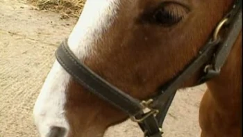 Emily and Jester | Teletubbies Wiki | Fandom