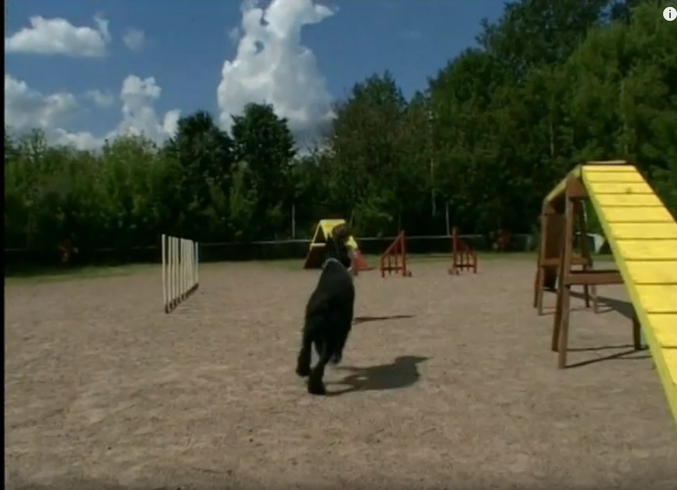 Dog Training (Russia) | Teletubbies Wiki | Fandom