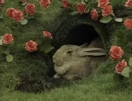 Rabbits | Teletubbies Wiki | Fandom