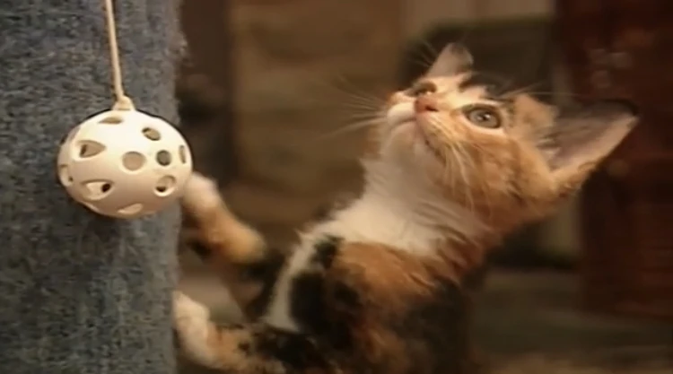 Kittens | Teletubbies Wiki | Fandom