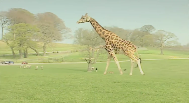 Teletubbies Animal Parade Wiki