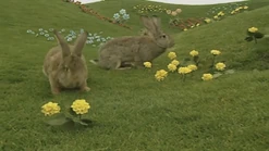 Rabbits | Teletubbies Wiki | Fandom