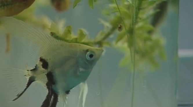 Tropical Fish | Teletubbies Wiki | Fandom