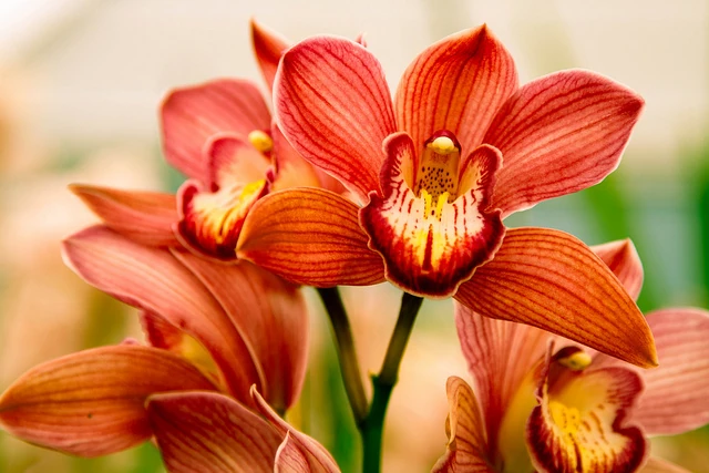 Fire Orchid | Tempora: Harmony of Seasons Wiki | Fandom