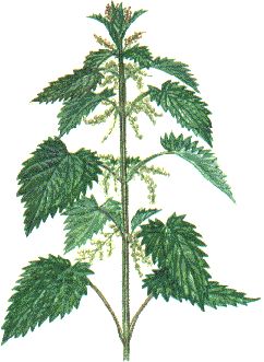Stinging Nettle Gif