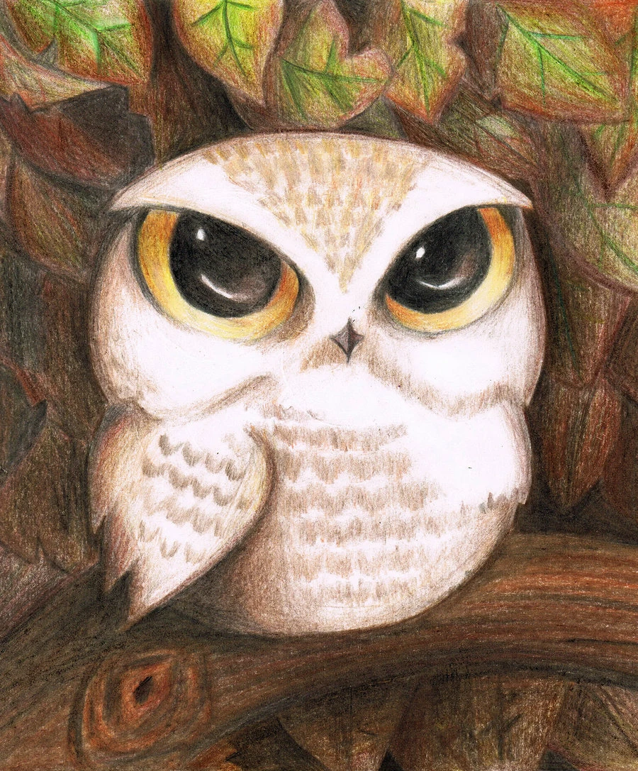 Cute Owl Drawing Tumblr