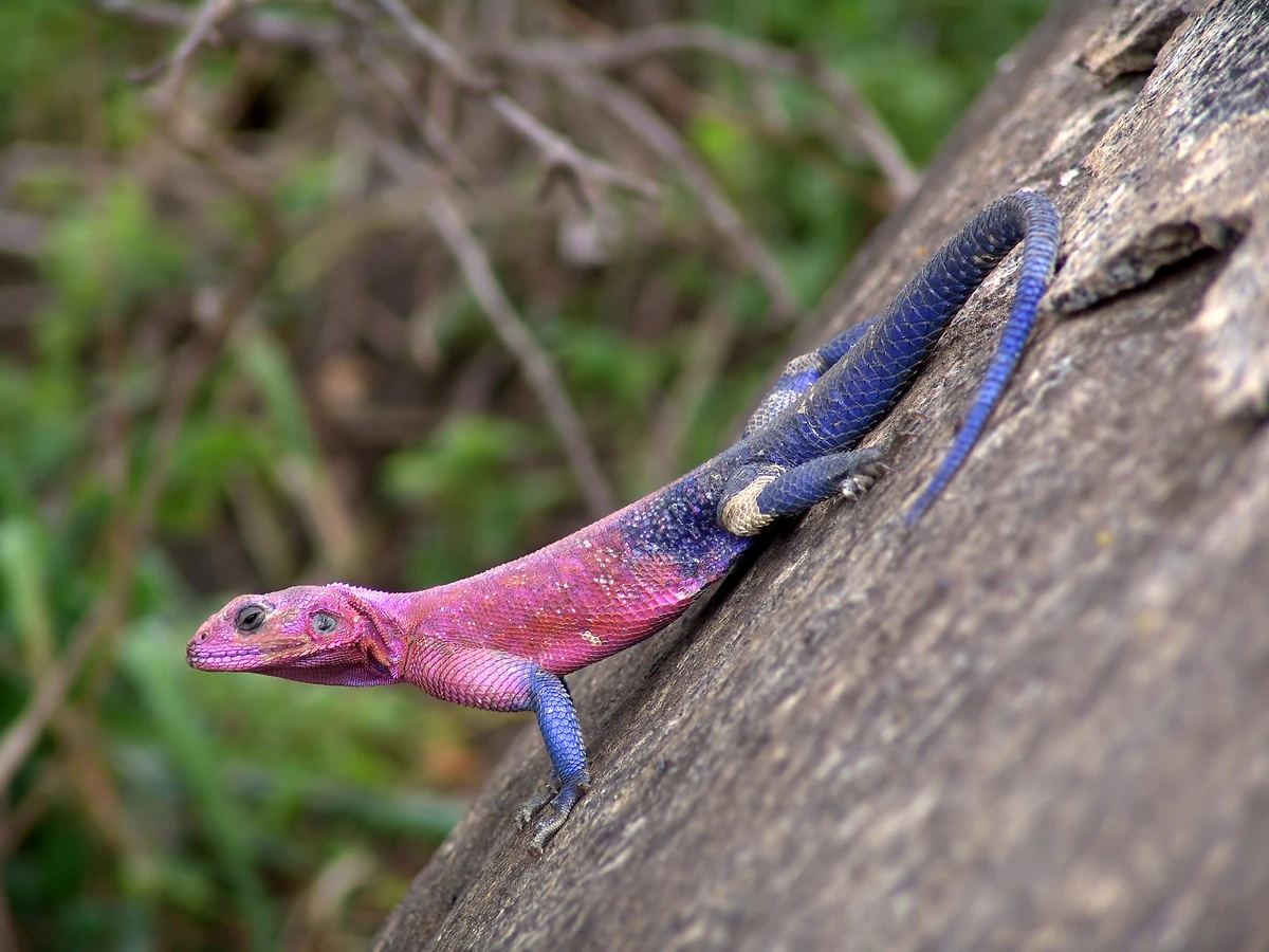Mwanza flat-headed rock Agama Lizardfolk | Ten Scalykind Races Wikia ...