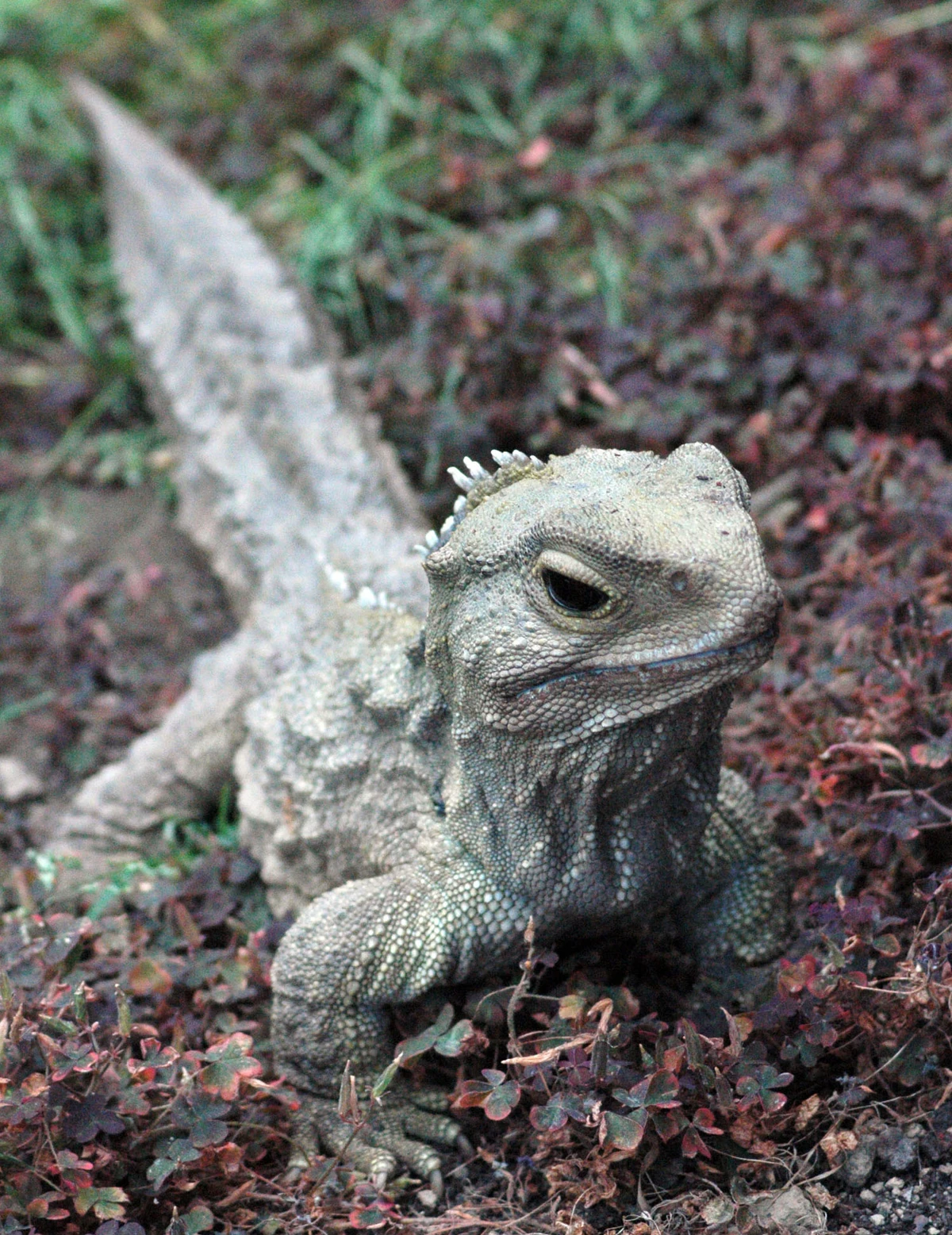Tuatara Lizardfolk | Ten Scalykind Races Wikia | Fandom