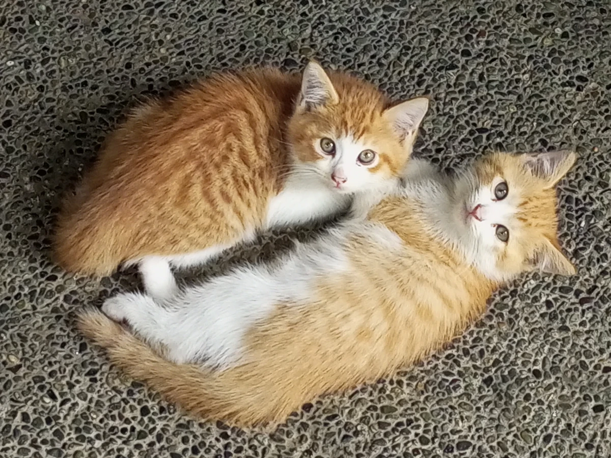 Gingercat | The Everyone Object Show Wiki | Fandom