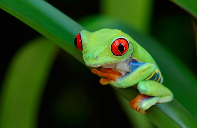 Red-eyed tree frog | Terarium pets Wikia | Fandom