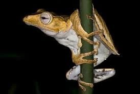 Golden tree frog | Terarium pets Wikia | Fandom