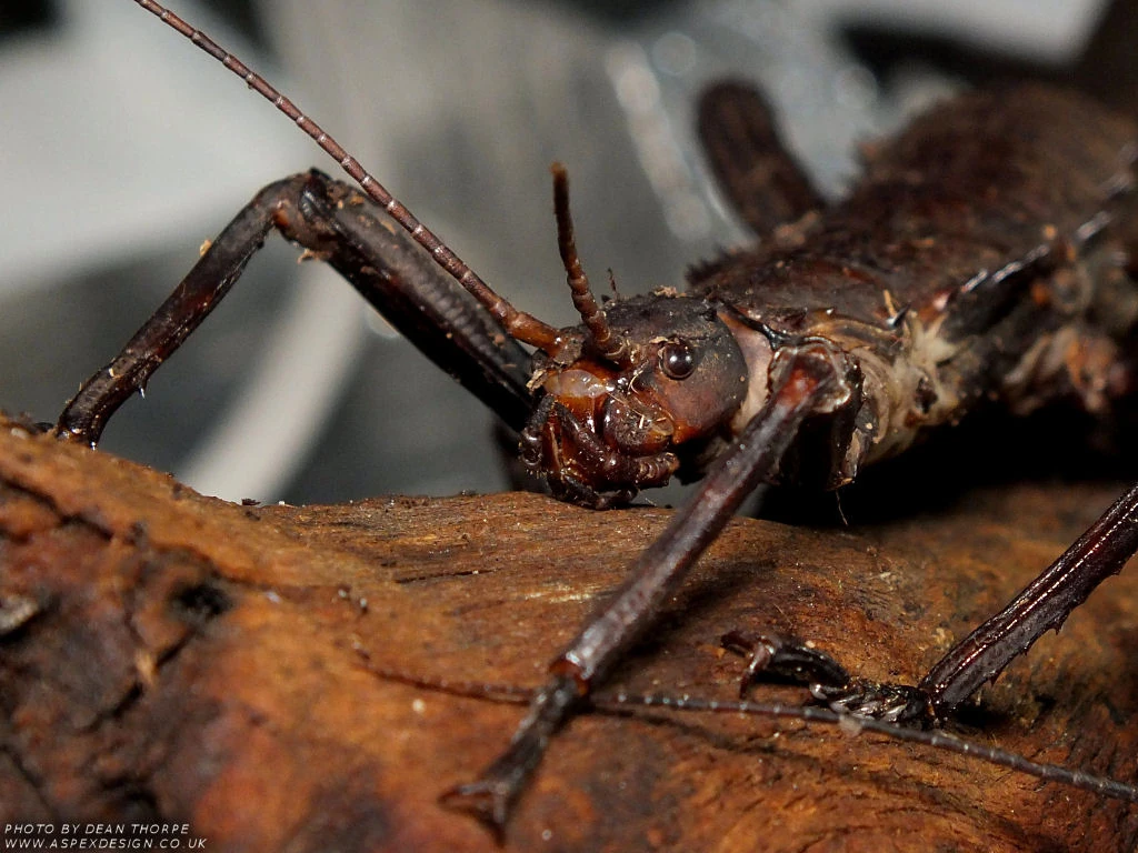 New guinea spiny stick insect | Terarium pets Wikia | Fandom