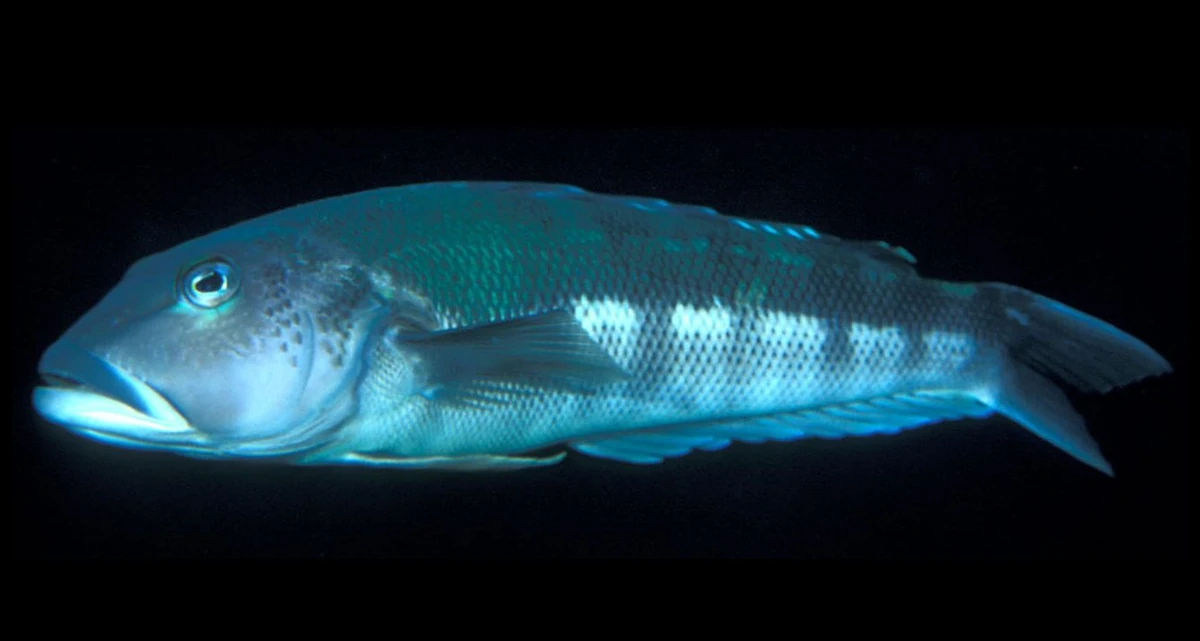 Shuda Cod | Terbia Wiki | Fandom