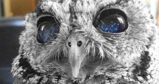 Flekk | Terca Mahres Wiki | Fandom