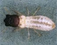 CryptoTermes | Termite Wiki | Fandom