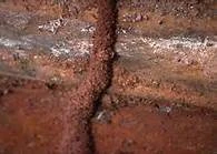 Foraging tunnel | Termite Wiki | Fandom