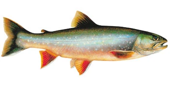 Skooma | TerraMystica Wiki | Fandom