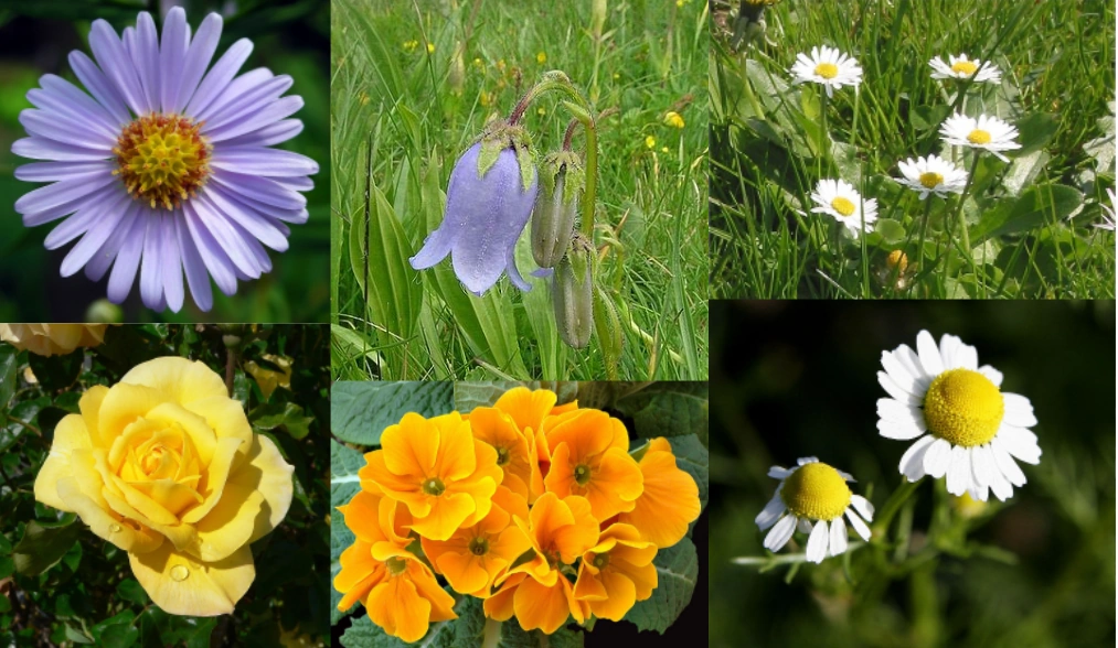 Flower | Terrania Wiki | Fandom