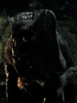 Terra Nova Acceraptor