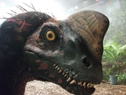 Acceraptor | Terra Nova Wiki | Fandom