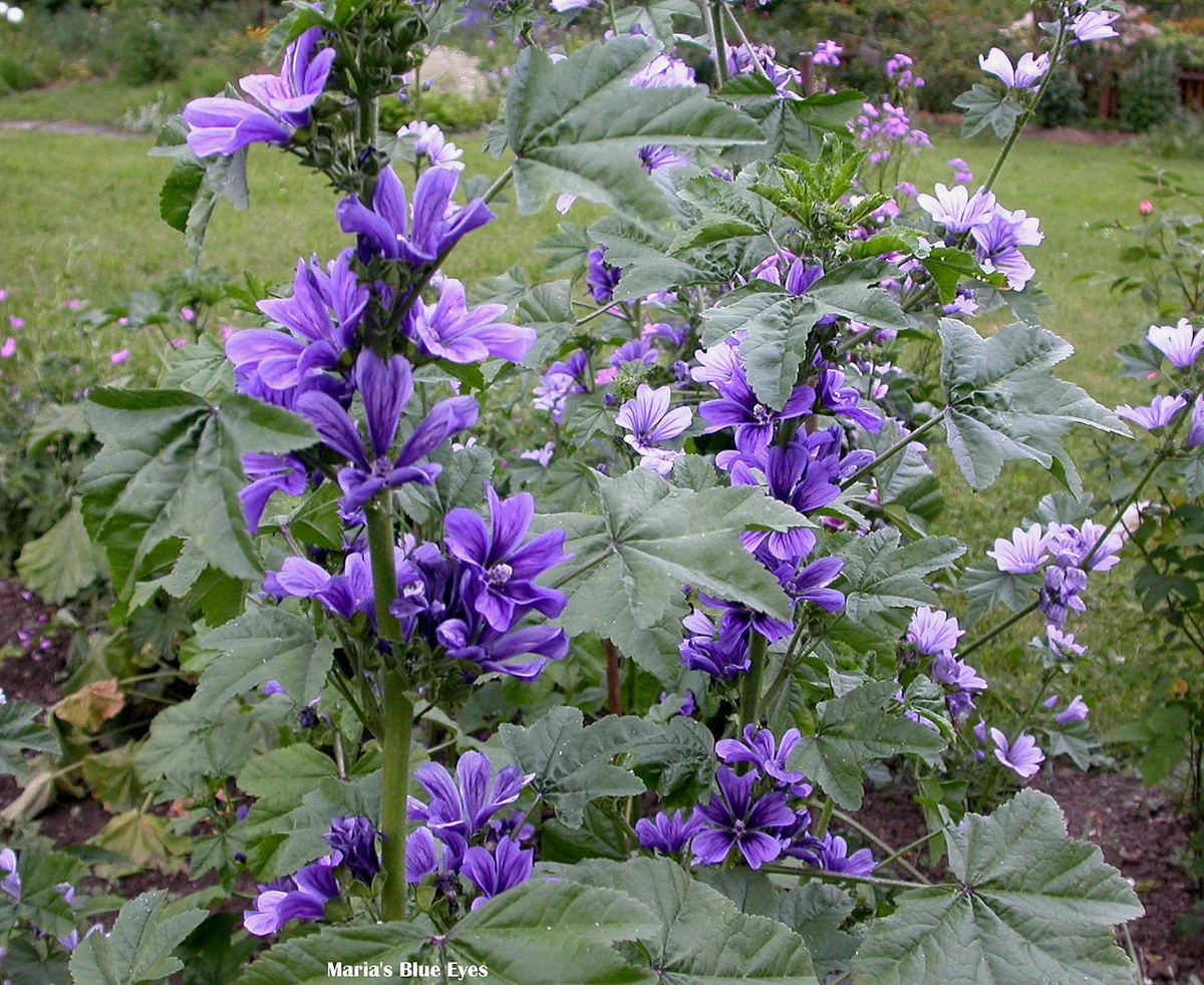 Blue Mallow/Dryad's Origin | Terrarium Adventure Wiki | Fandom