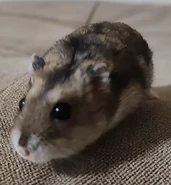 Gutian | Terrible Mouse Wiki | Fandom