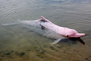 Delfín Rosado | Wiki Tesoros Del Peru | Fandom