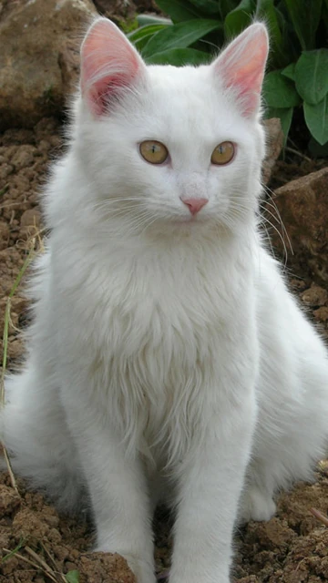 Rabbit | TestsRoleplay Wiki | Fandom