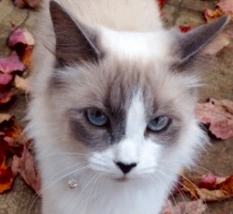 Fayne | TestsRoleplay Wiki | Fandom