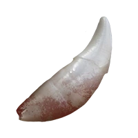 Colmillo de Lobo | Wikitunia | Fandom