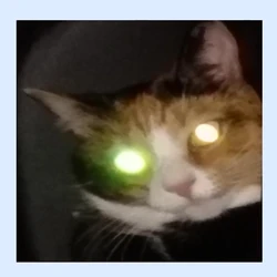 Ultimate Cat | Tetra Game Wiki | Fandom