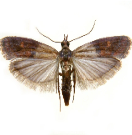 Big Moth | Tetra Game Wiki | Fandom